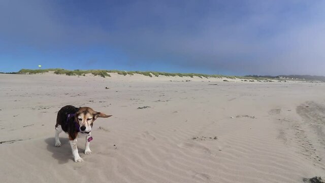 "Dog At Beach" Images – Browse 212 Stock Photos, Vectors, and Video ...