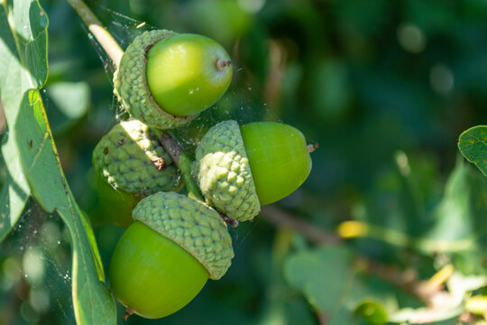 「Eichenast」の画像 - 81 件の Stock 写真、ベクターおよびビデオ | Adobe Stock