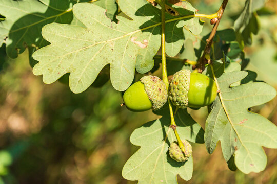 「Eichenast」の画像 - 81 件の Stock 写真、ベクターおよびビデオ | Adobe Stock