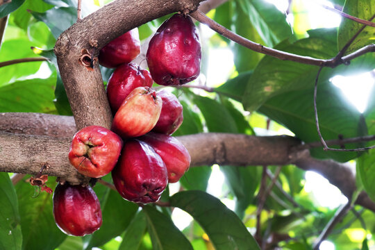 รูปภาพPomerac – เลือกดูภาพถ่ายสต็อก เวกเตอร์ และวิดีโอ137 | Adobe Stock