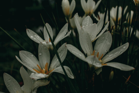 Nymphoides Images – Browse 989 Stock Photos, Vectors, and Video | Adobe Stock