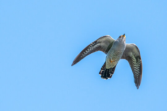 Cuculo Images – Browse 91 Stock Photos, Vectors, and Video | Adobe Stock