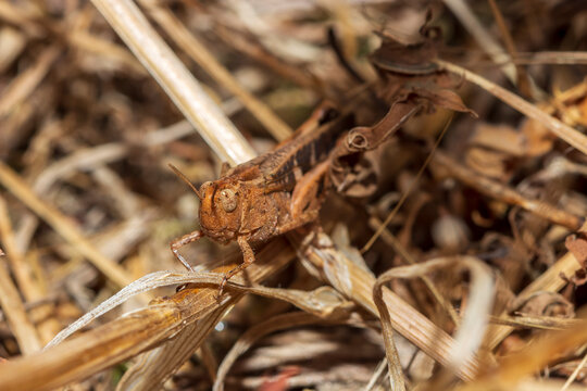 Saltamonte Images – Browse 50 Stock Photos, Vectors, and Video | Adobe ...