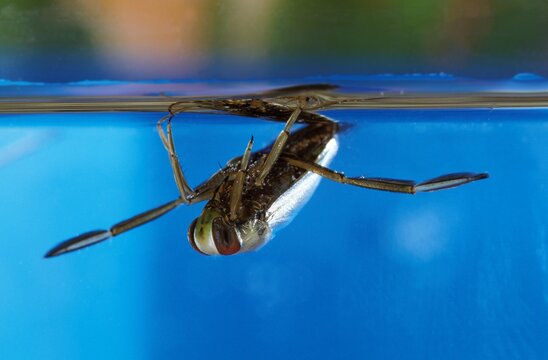 Water Boatman Adult