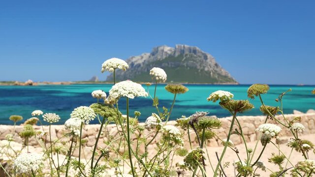 Calcarea Images – Browse 642 Stock Photos, Vectors, and Video | Adobe Stock