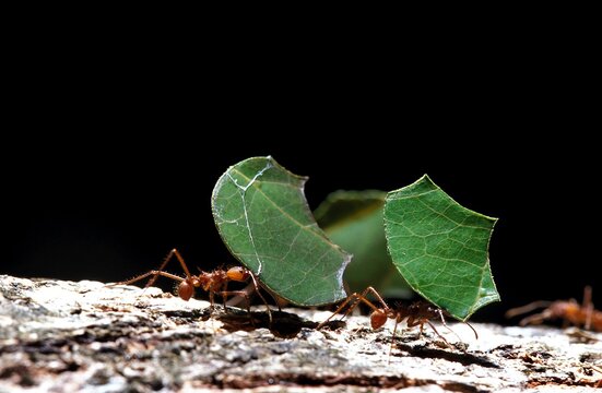 Leather Leaf Cutter Ant Soldier