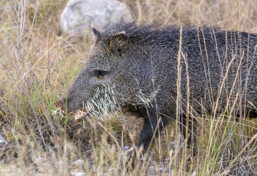 Javelina bilder – Bläddra bland 874 stockfoton, vektorer och videor | Adobe Stock