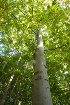 Imágenes de Buchenbaum: descubre bancos de fotos, ilustraciones ...