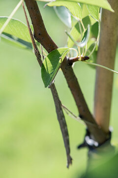 รูปภาพHemimetaboly – เลือกดูภาพถ่ายสต็อก เวกเตอร์ และวิดีโอ223 | Adobe ...