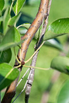 รูปภาพHemimetaboly – เลือกดูภาพถ่ายสต็อก เวกเตอร์ และวิดีโอ114 | Adobe ...