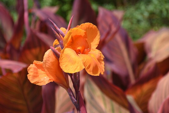 รูปภาพKardal – เลือกดูภาพถ่ายสต็อก เวกเตอร์ และวิดีโอ2,906 | Adobe Stock