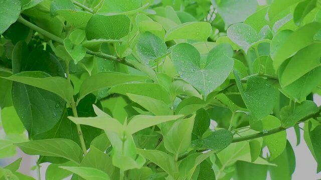 Giloe Bilder – Durchsuchen 552 Archivfotos, Vektorgrafiken und Videos ...