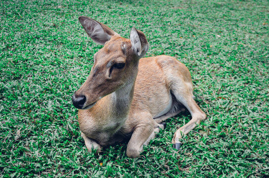 รูปภาพBarasingha – เลือกดูภาพถ่ายสต็อก เวกเตอร์ และวิดีโอ653 | Adobe Stock
