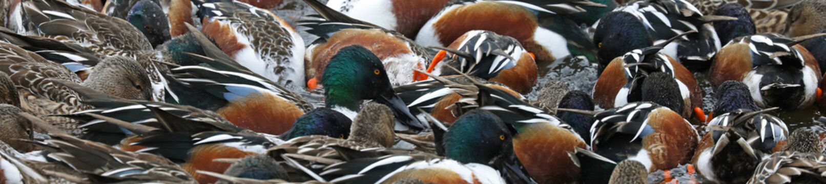 "Feeding Frenzy" Images – Browse 1,294 Stock Photos, Vectors, and Video ...