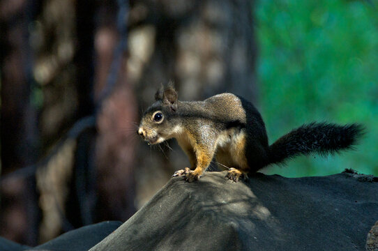 Chickaree-Bilder: Stock-Fotos & -Videos. | Adobe Stock