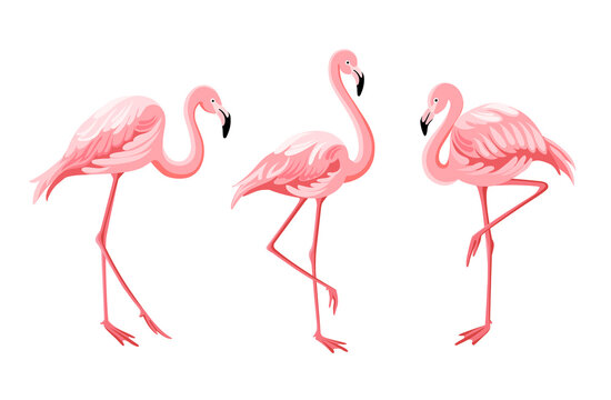 "Flamingo Vector" Images – Browse 2,295 Stock Photos, Vectors, and ...