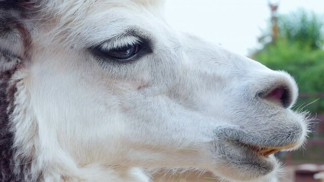 "Llama Close Up" Images – Browse 135 Stock Photos, Vectors, and Video ...
