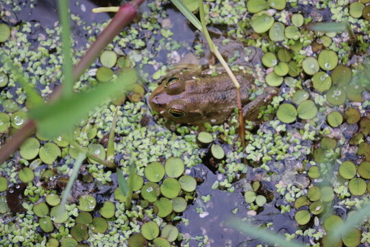 "Pig Frog" Images – Browse 73 Stock Photos, Vectors, and Video | Adobe ...