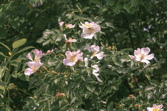 รูปภาพBuschrose – เลือกดูภาพถ่ายสต็อก เวกเตอร์ และวิดีโอ283 | Adobe Stock