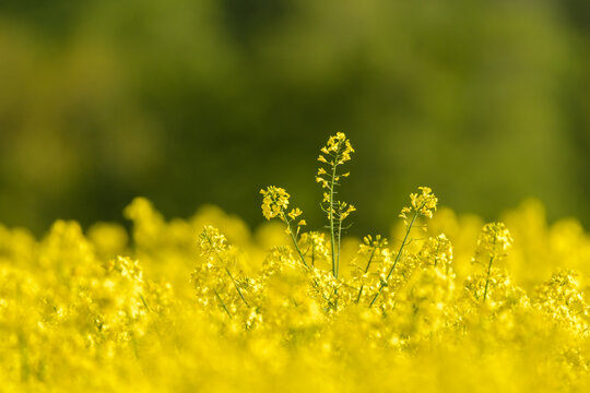Rapsi Bilder – Durchsuchen 19 Archivfotos, Vektorgrafiken und Videos ...