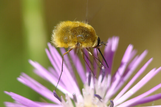 Nitidulus Images – Browse 50 Stock Photos, Vectors, and Video | Adobe Stock