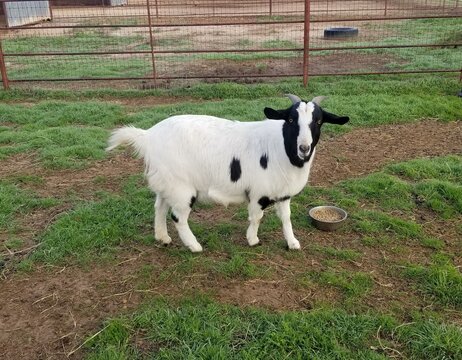 "Spanish Goat" Images – Browse 1,274 Stock Photos, Vectors, and Video ...