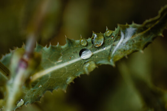 Imágenes de Malesa: descubre bancos de fotos, ilustraciones, vectores y ...