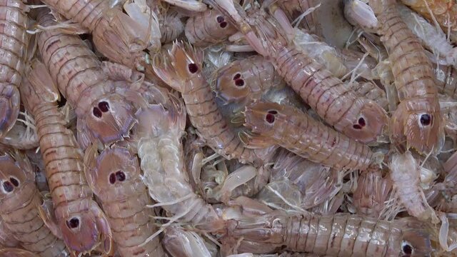 Canocchia Images – Browse 68 Stock Photos, Vectors, and Video | Adobe Stock