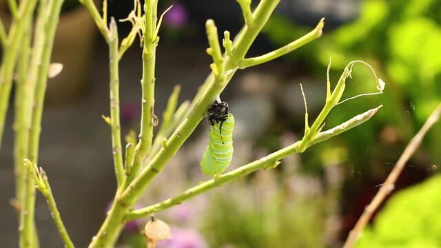 Cremaster Images – Browse 28 Stock Photos, Vectors, and Video | Adobe Stock