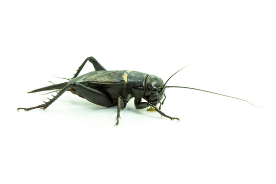 รูปภาพBimaculatus – เลือกดูภาพถ่ายสต็อก เวกเตอร์ และวิดีโอ292 | Adobe Stock