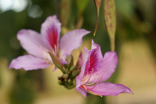 Bucolismo 影像 – 瀏覽 70 個素材庫相片、向量圖和影片 | Adobe Stock