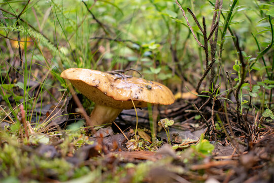 Wald-Champignon Bilder – Durchsuchen 2,902 Archivfotos, Vektorgrafiken ...