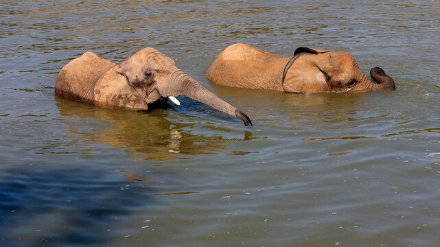 รูปภาพUngulate – เลือกดูภาพถ่ายสต็อก เวกเตอร์ และวิดีโอ201,432 | Adobe ...