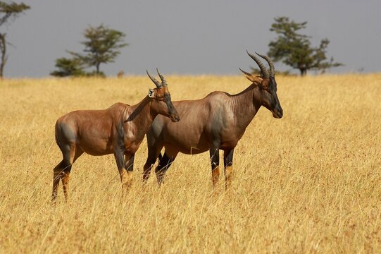 Topi.animal Images – Parcourir 3,019 le catalogue de photos, vecteurs ...