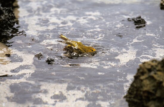 Petechien Bilder – Durchsuchen 542 Archivfotos, Vektorgrafiken und ...