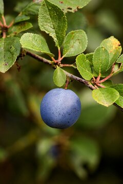 รูปภาพQuetsche – เลือกดูภาพถ่ายสต็อก เวกเตอร์ และวิดีโอ810 | Adobe Stock