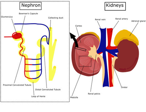 Loop Of Henle Kidney