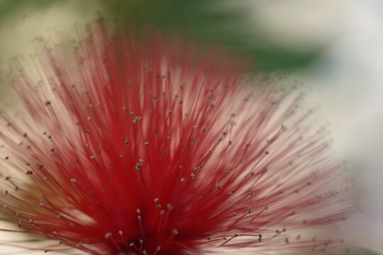 Powder-Puff Images – Browse 213 Stock Photos, Vectors, and Video ...