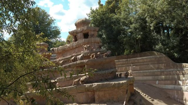 Rotarschpavian Bilder – Durchsuchen 111 Archivfotos, Vektorgrafiken und ...