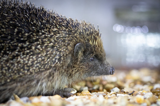 Hoglet Images – Browse 303 Stock Photos, Vectors, and Video | Adobe Stock