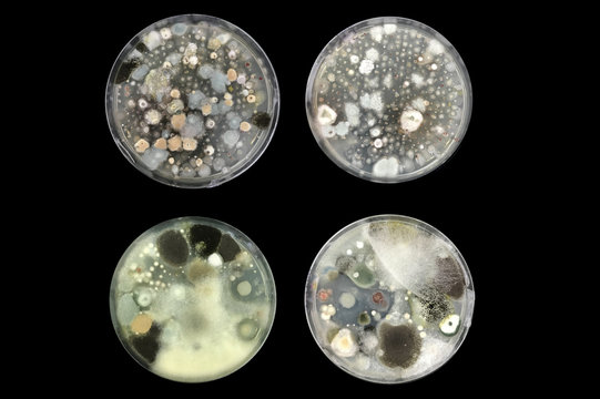 รูปภาพMicrococcus – เลือกดูภาพถ่ายสต็อก เวกเตอร์ และวิดีโอ833 | Adobe Stock