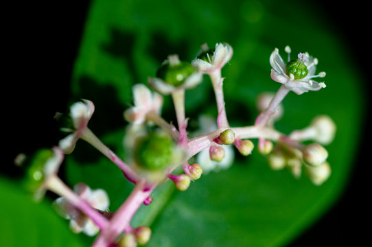 Scoke 画像 - 参照 2,383 Stock 写真、ベクターおよびビデオ | Adobe Stock