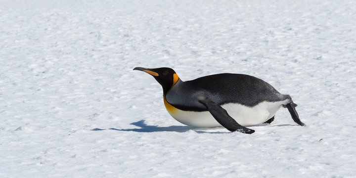 Penguin Sliding On Belly