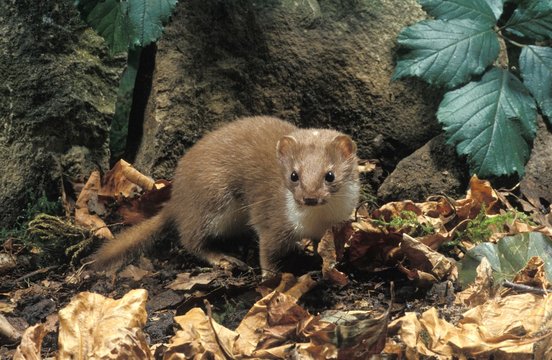 Wiesel Bilder – Durchsuchen 7,166 Archivfotos, Vektorgrafiken und ...