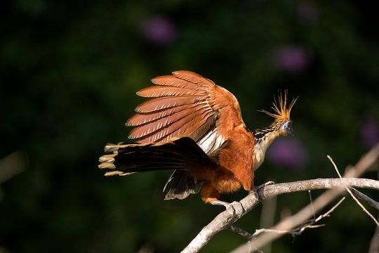 Hoatzin Images – Browse 464 Stock Photos, Vectors, and Video | Adobe Stock