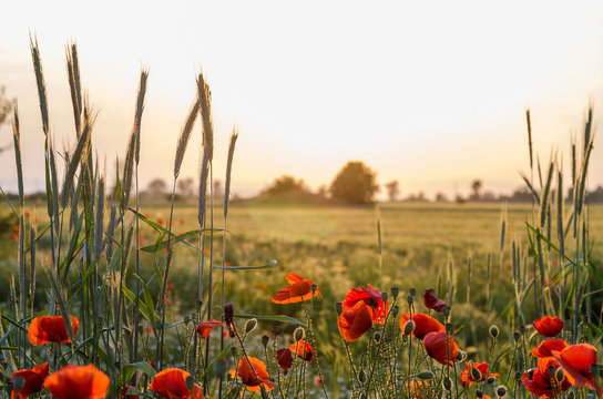 Free Field Images – Browse 24,263 Free Stock Photos, Vectors, and Video ...