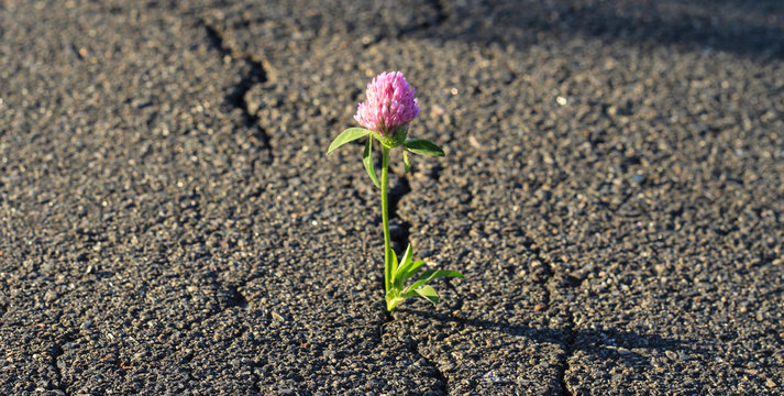 "Lone Flower"-Bilder: Stock-Fotos & -Videos. | Adobe Stock