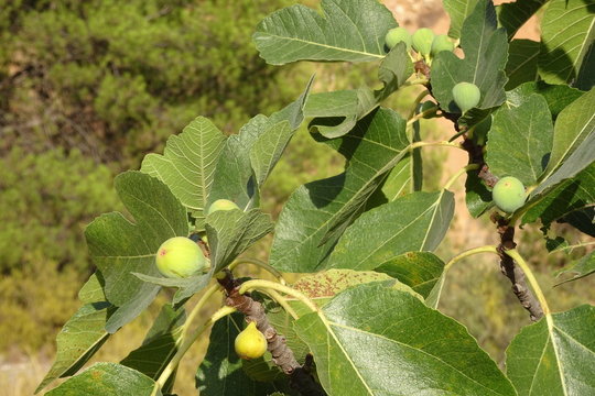 "White Fig" Images – Browse 346 Stock Photos, Vectors, and Video ...