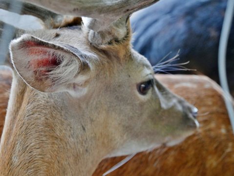 Rehauge Imagens – Procure 28 fotos, vetores e vídeos | Adobe Stock