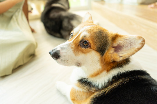 Corgi Scottish Images – Browse 577 Stock Photos, Vectors, and Video ...